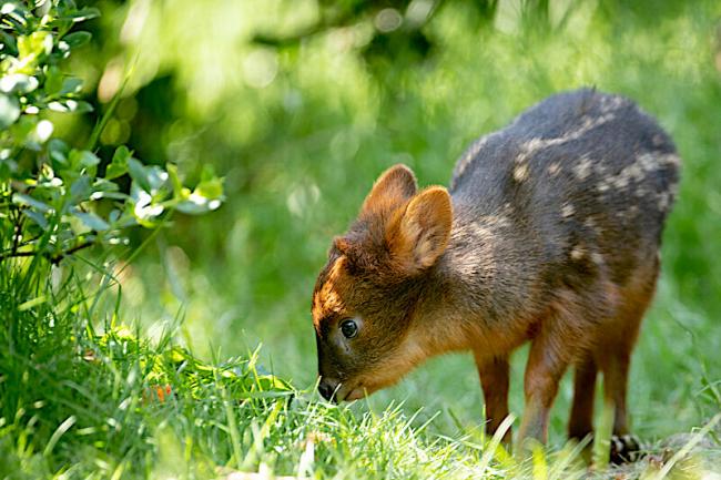 Woodland Park Zoo celebrates the birth of a tiny fawn of the world's ...